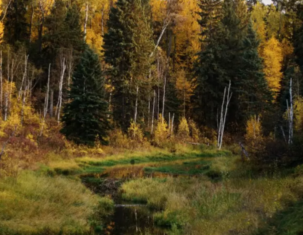 Edgemont - Five Star Homes | Edmonton Home Builder